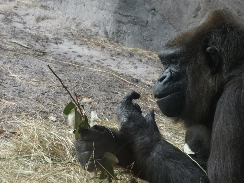 Gorilla grabbing a snack | Smithsonian Photo Contest | Smithsonian Magazine