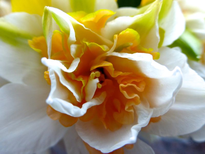 Double Bloom Daffodil | Smithsonian Photo Contest | Smithsonian Magazine