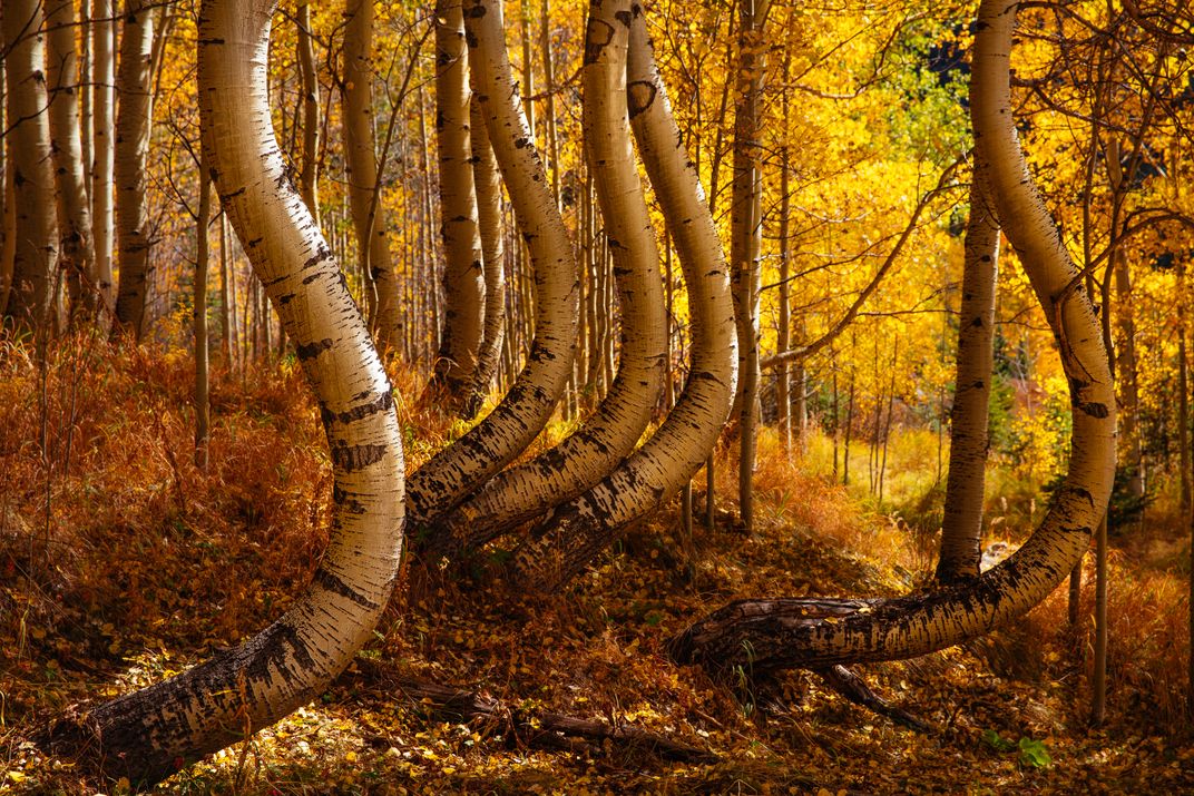Curvy Trees | Smithsonian Photo Contest | Smithsonian Magazine