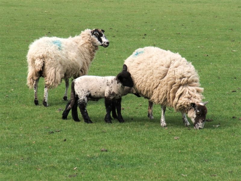 A Sheep Family | Smithsonian Photo Contest | Smithsonian Magazine