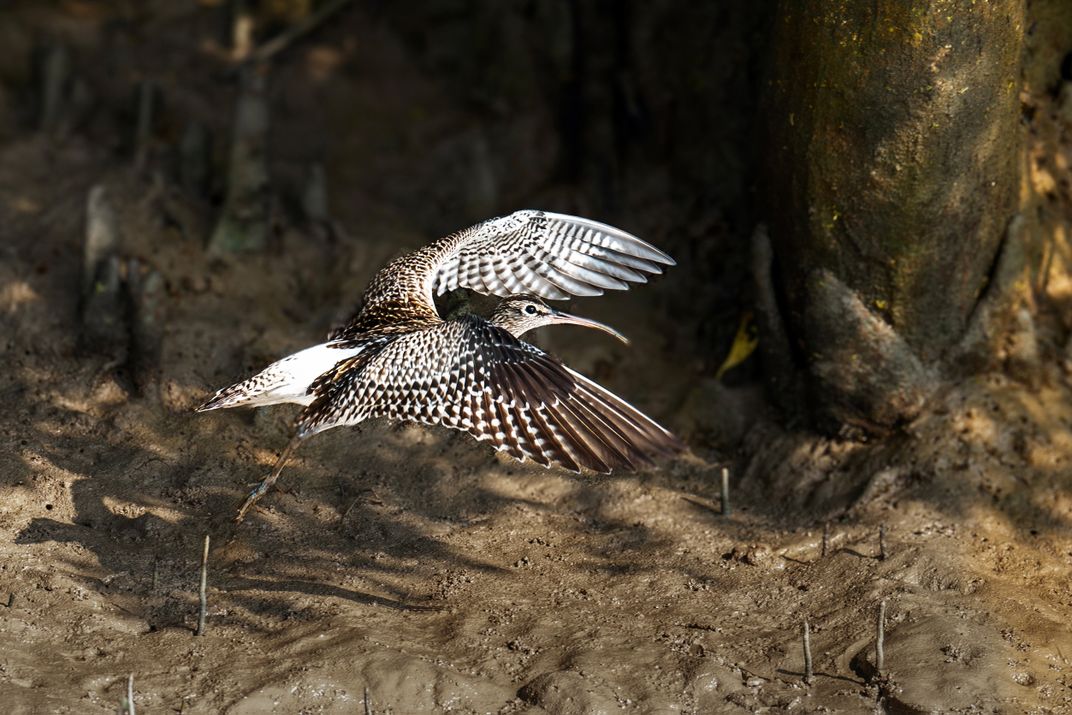Eurasian Curlew flying on the bank of river under tree | Smithsonian ...