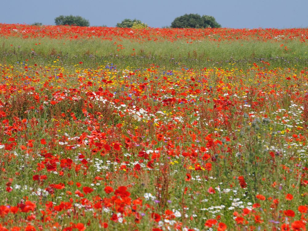 Poppy field in Normandy. | Smithsonian Photo Contest | Smithsonian Magazine