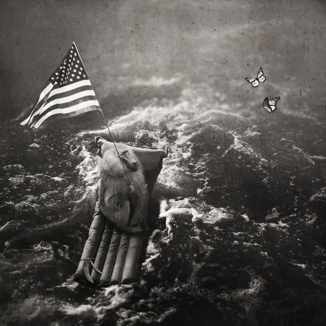 Photo manipulation based on photos taken in Wroclaw ZOO (Poland ...