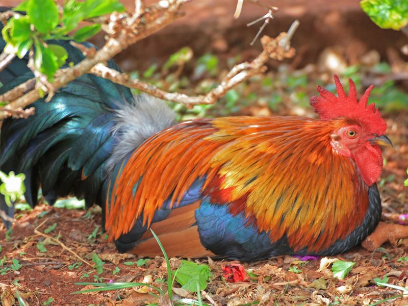A wild rooster on the island of Kauai | Smithsonian Photo Contest ...