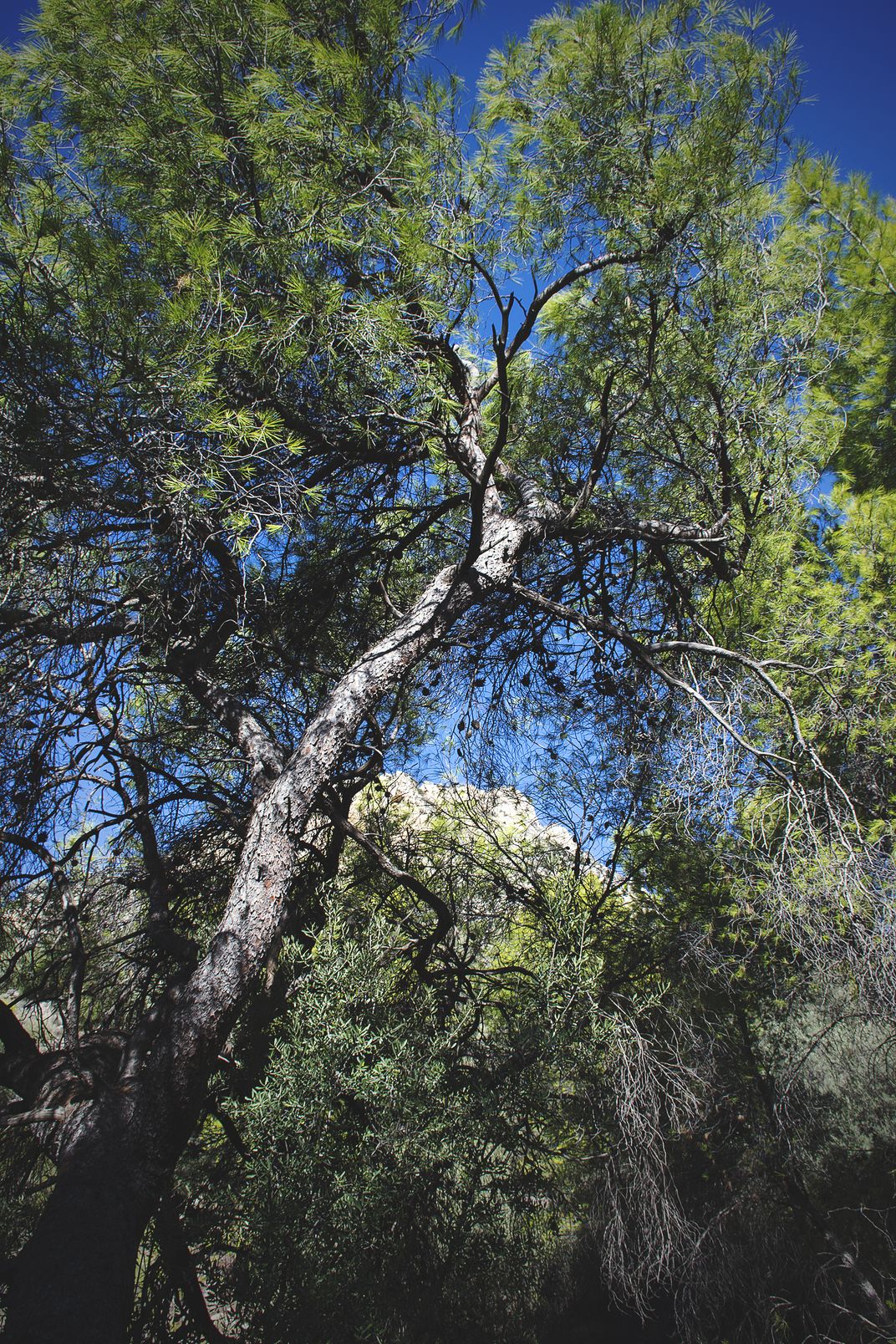 A beautiful Pine tree while i was hiking | Smithsonian Photo Contest ...