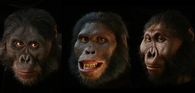 Australopithecus Africanus Reconstruction