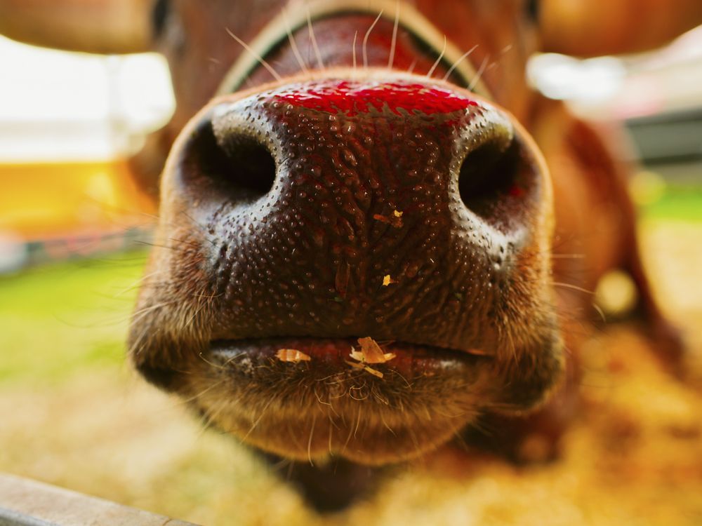 Do Brown Snakes Kill Cows - All About Cow Photos