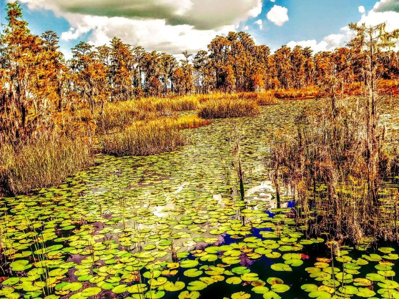 Highway of Lilies | Smithsonian Photo Contest | Smithsonian Magazine