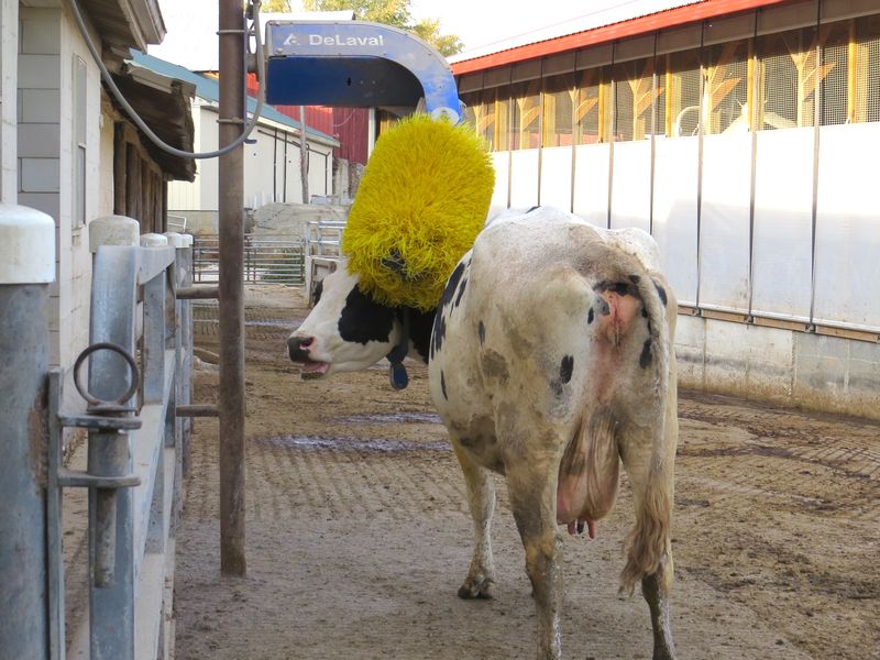 Cow Wash | Smithsonian Photo Contest | Smithsonian Magazine