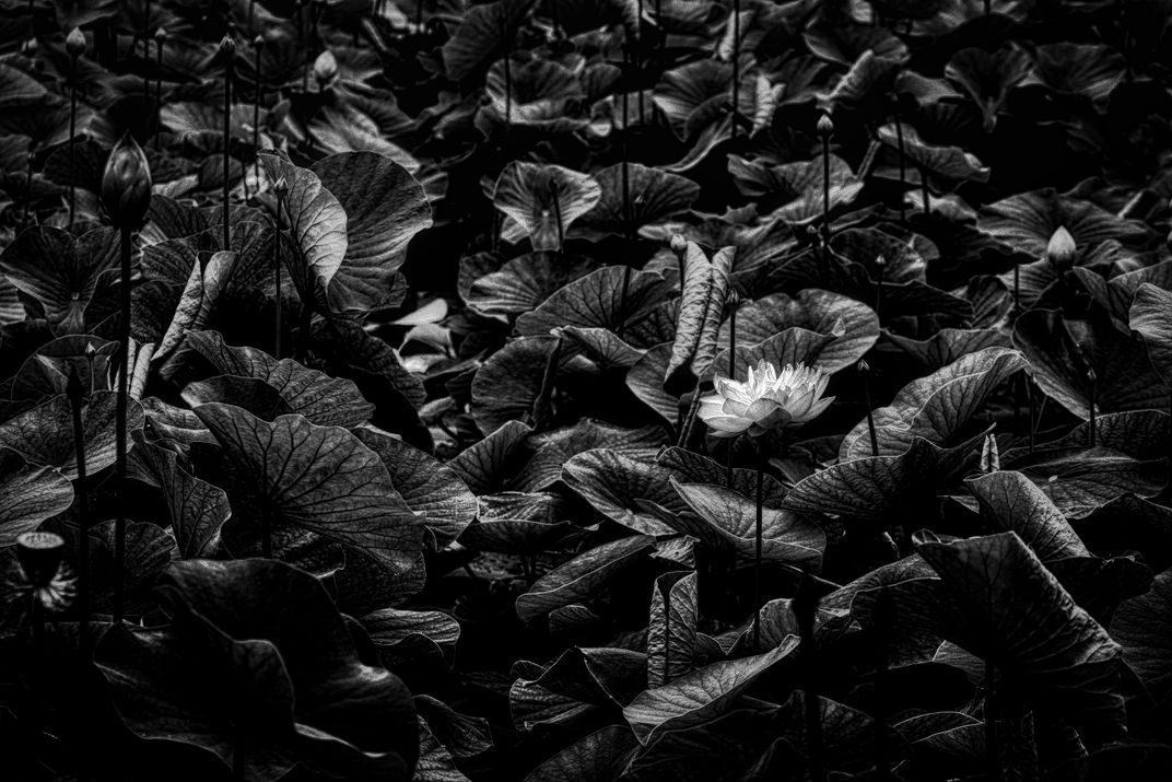 Lone Lotus | Smithsonian Photo Contest | Smithsonian Magazine