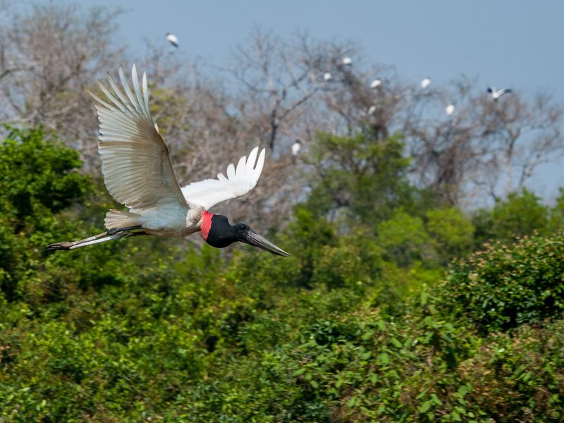 Tuiuiu: stork of the Brazilian Pantanal | Smithsonian Photo Contest ...