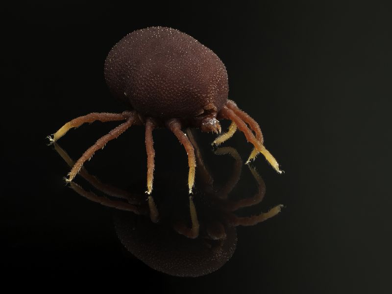 Cave mite (Ornithodoros sp.) | Smithsonian Photo Contest | Smithsonian ...
