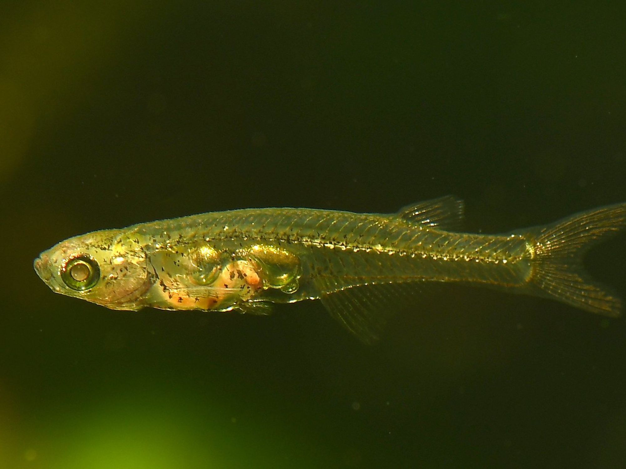 This Tiny Fish Can Make Sounds That Rival an Airplane or an Elephant ...