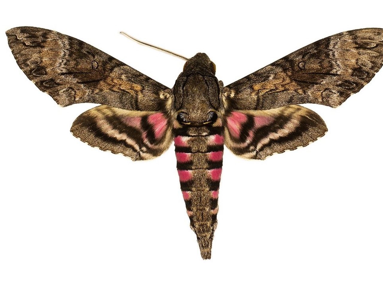 Sphinx Moth Identification