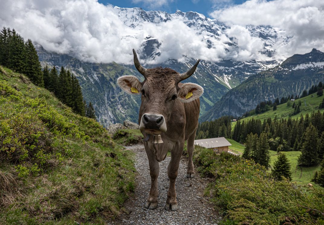 Cow trail | Smithsonian Photo Contest | Smithsonian Magazine
