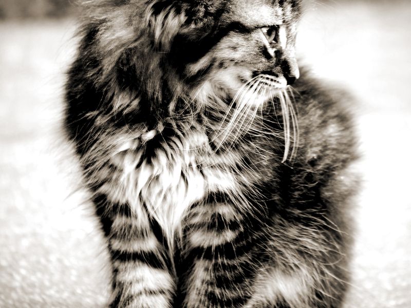 This is a kitten named Spock that I adopted from an animal shelter ...