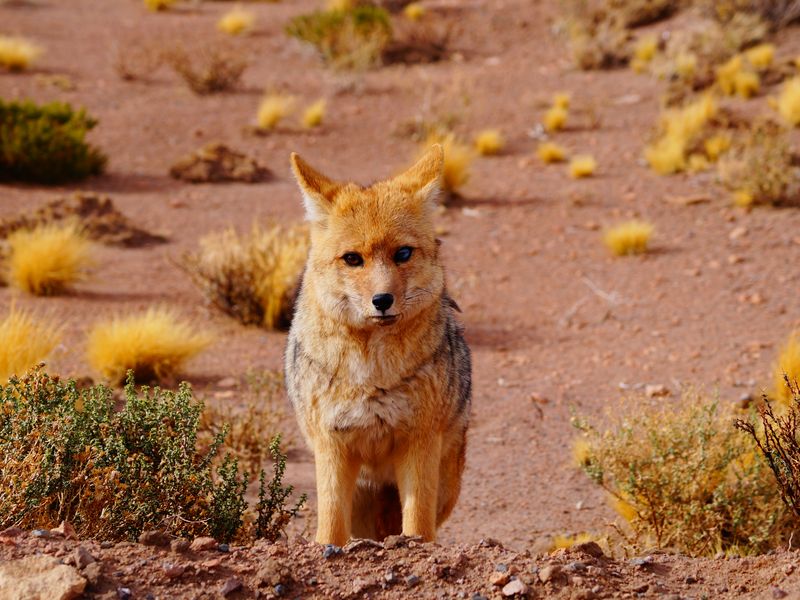 Fox in the desert | Smithsonian Photo Contest | Smithsonian Magazine