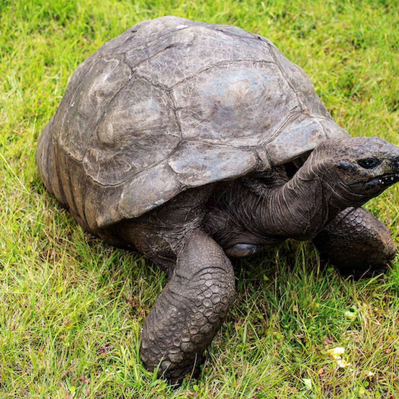 biggest tortoise ever