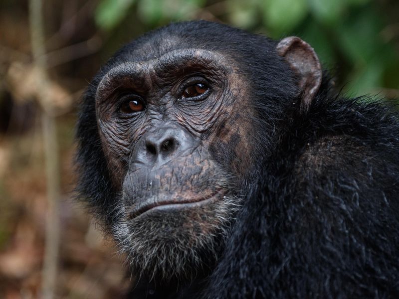 Chimp Portrait | Smithsonian Photo Contest | Smithsonian Magazine