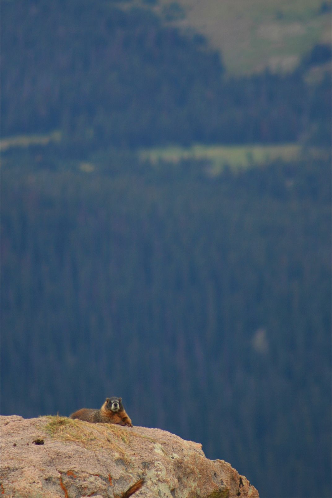 A yellow-bellied Marmot lounging on a rocky outcrop at Rocky Mountain ...