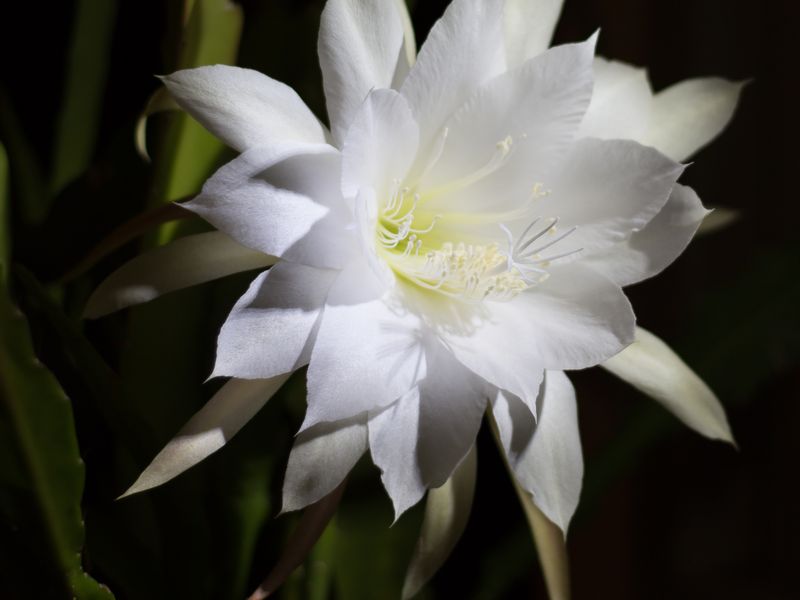 Epiphyllum | Smithsonian Photo Contest | Smithsonian Magazine