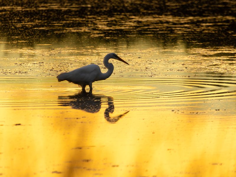 Heron at Sunset | Smithsonian Photo Contest | Smithsonian Magazine