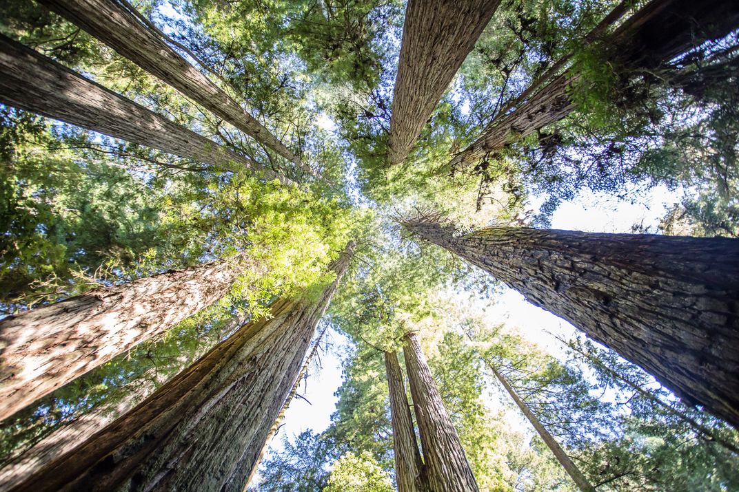 Trees as tall as the eye can see. | Smithsonian Photo Contest ...