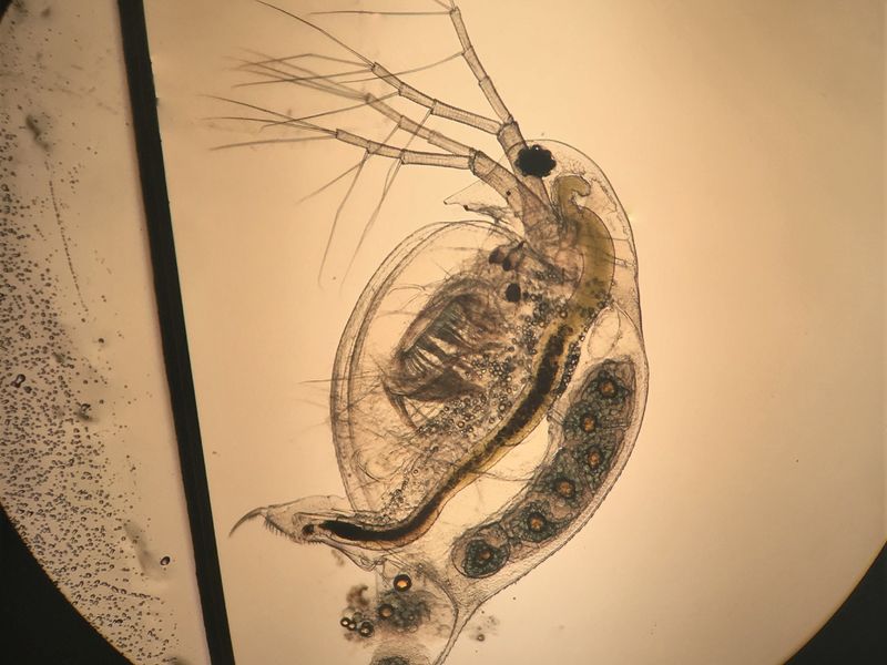 Daphnia Pulex | Smithsonian Photo Contest | Smithsonian Magazine