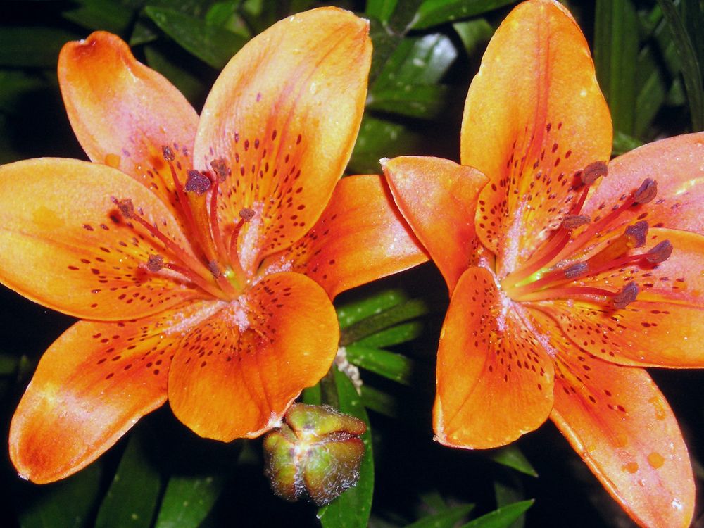 Twin Flowers | Smithsonian Photo Contest | Smithsonian Magazine