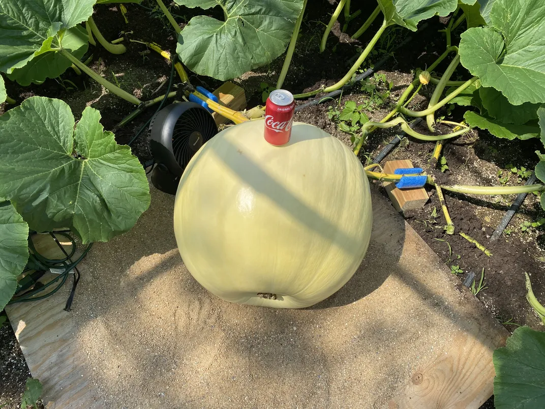largest ever pumpkin
