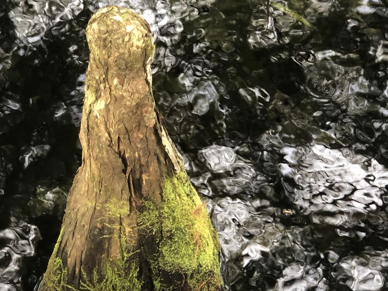 Cypress Knee | Smithsonian Photo Contest | Smithsonian Magazine