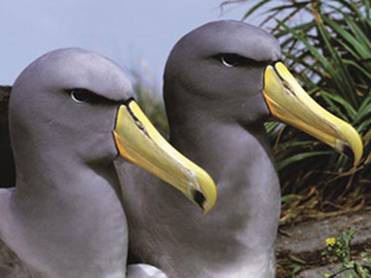 Albatross Bird Mission To Mars