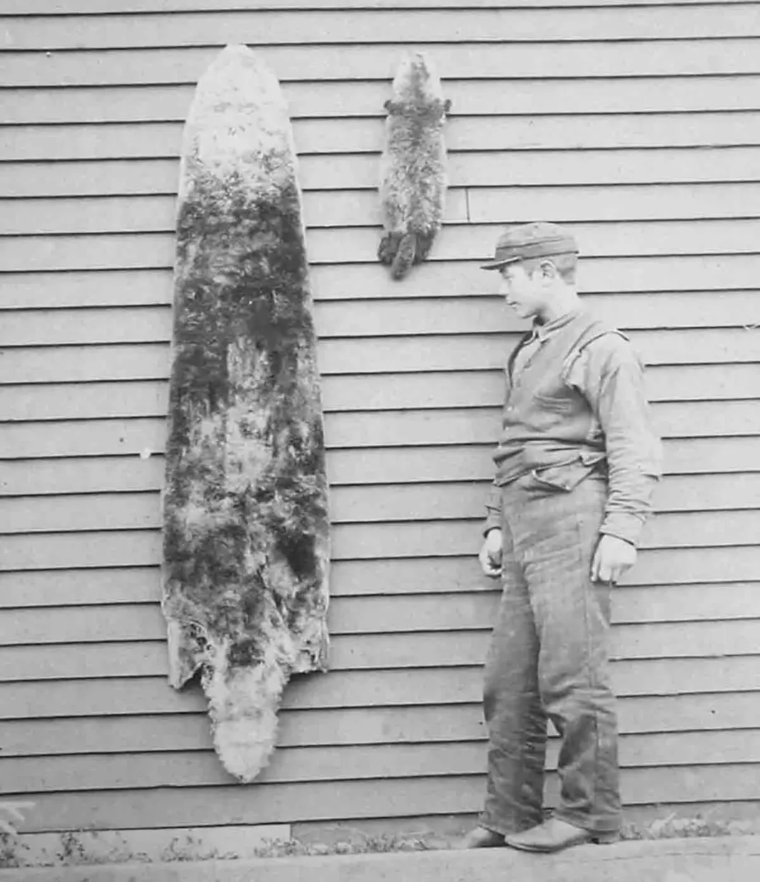 For Sea Otter Day, a Historic Skull in the Museum's Collection Reveals ...