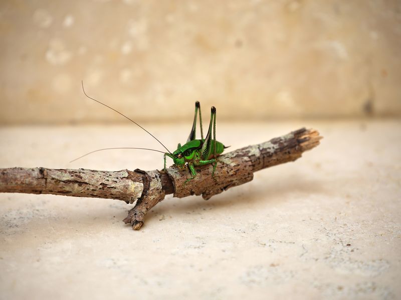 Beautiful Grasshopper | Smithsonian Photo Contest | Smithsonian Magazine