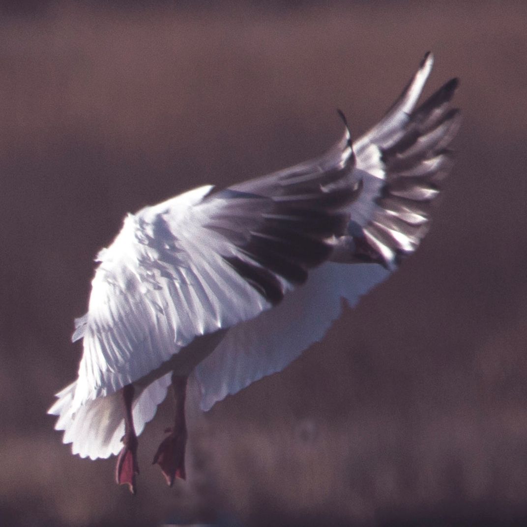 Shy Snow Goose | Smithsonian Photo Contest | Smithsonian Magazine