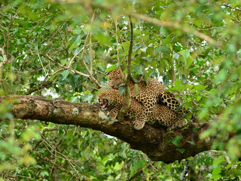 Leopards mating on tree- This pair had mated noisily several times in ...