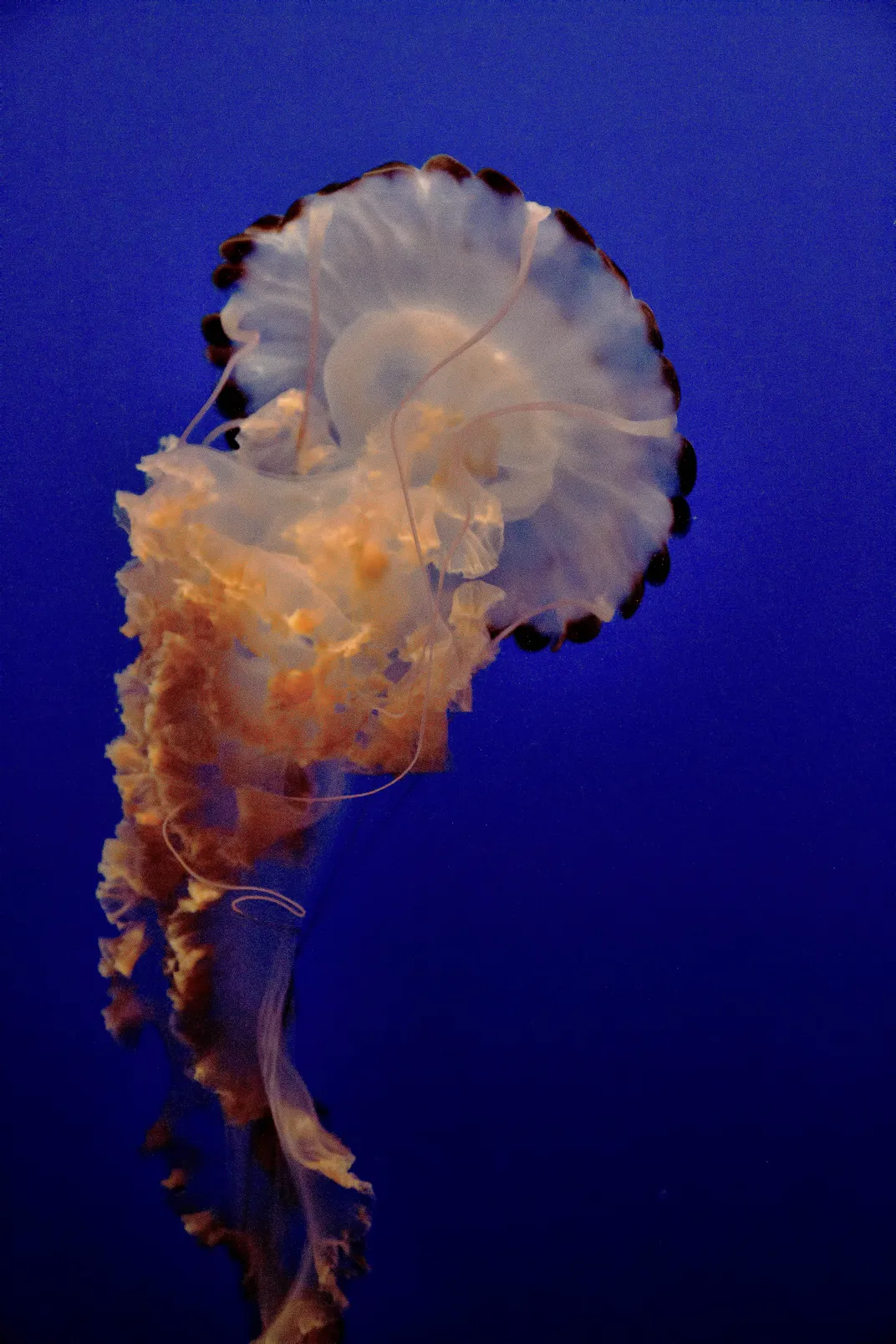Purple-Striped Jelly in Monterey Aquarium | Smithsonian Photo Contest ...