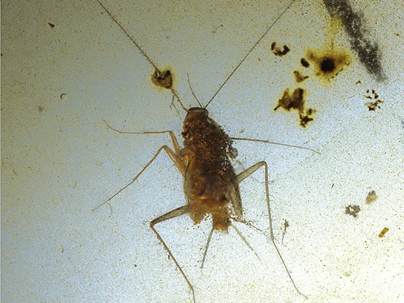 ancient cockroach size