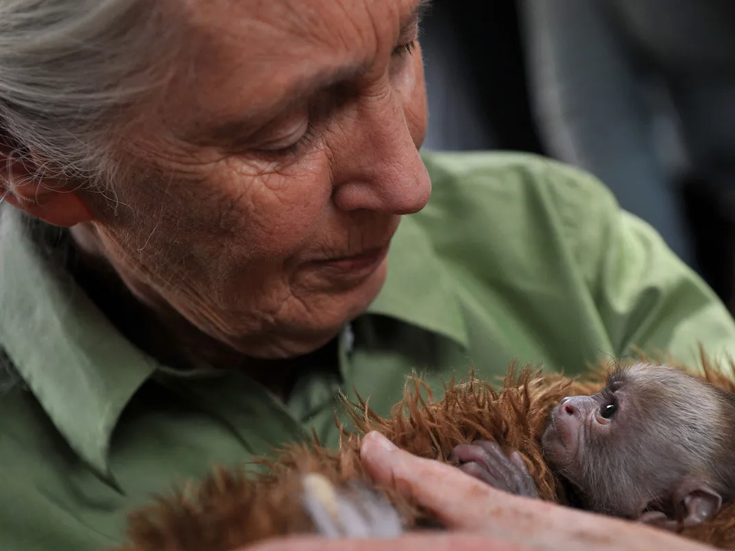 Jane Goodall, Legendary Primatologist and Anthropologist, Dies at 91