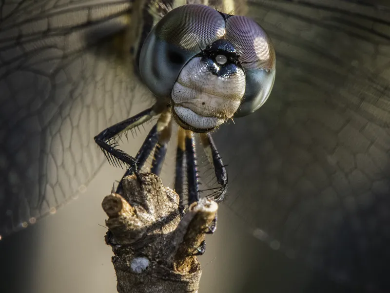 Close up of a Dragonfly eye. | Smithsonian Photo Contest | Smithsonian ...