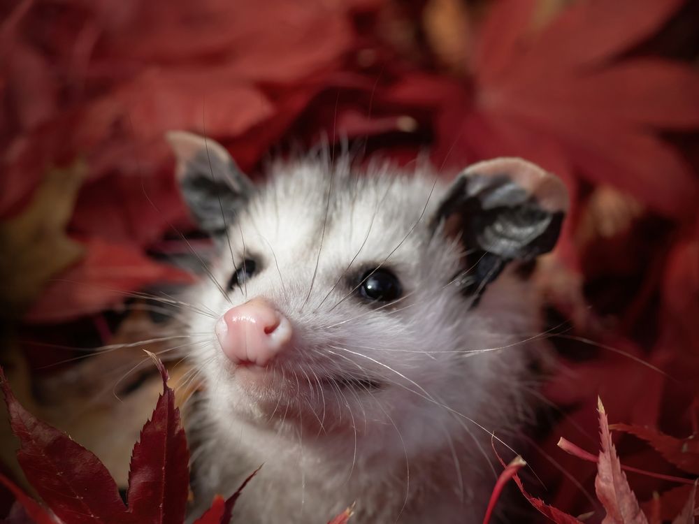 Foraging in red: a young possum in the Japanese maple foliage ...
