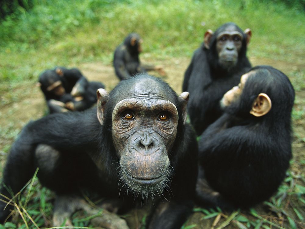 Why Don’t Chimpanzees Have Long, Luscious Locks?