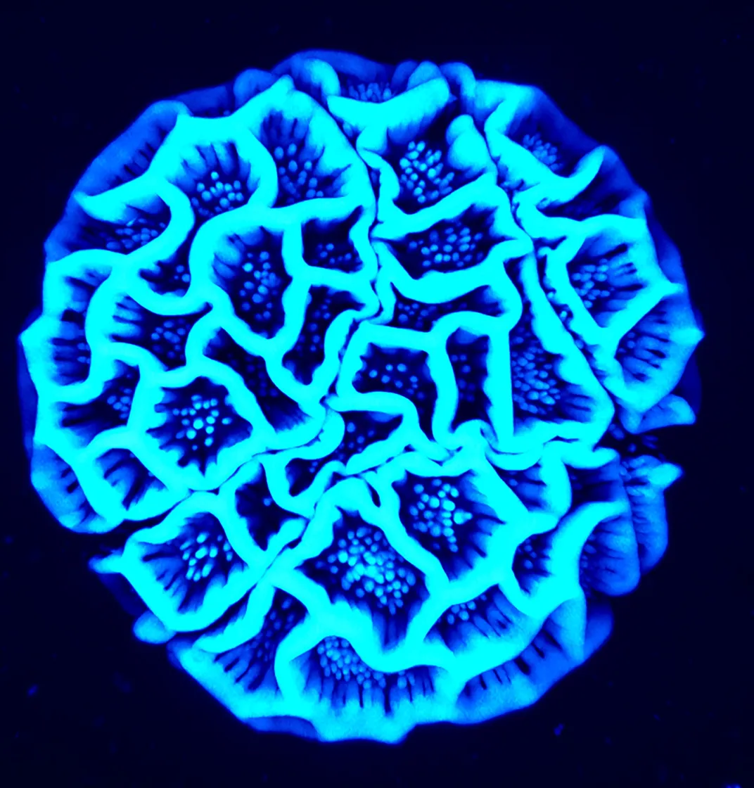 Meet the Scientist Digitizing Millions of Fossilized Pollen Grains to ...