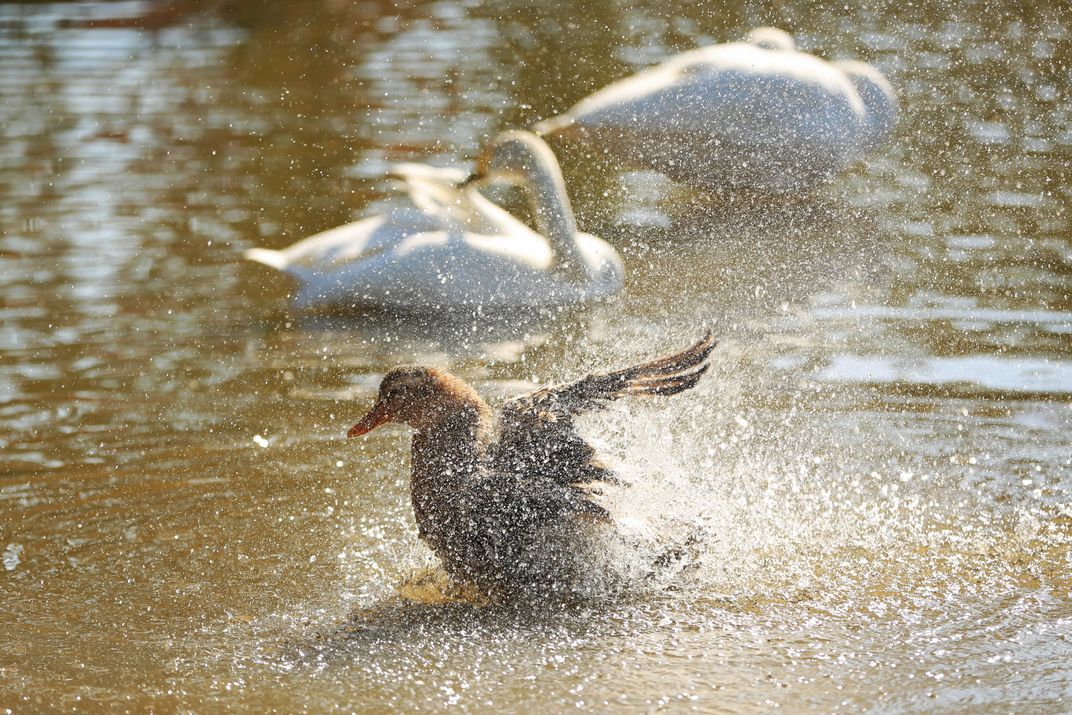 I am bathing loudly | Smithsonian Photo Contest | Smithsonian Magazine
