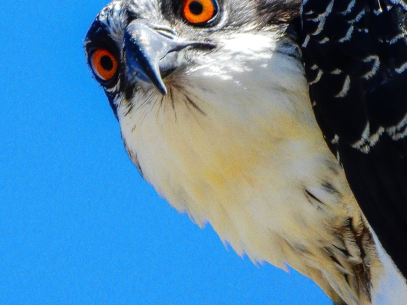 Fledgling Osprey Oregon | Smithsonian Photo Contest | Smithsonian Magazine