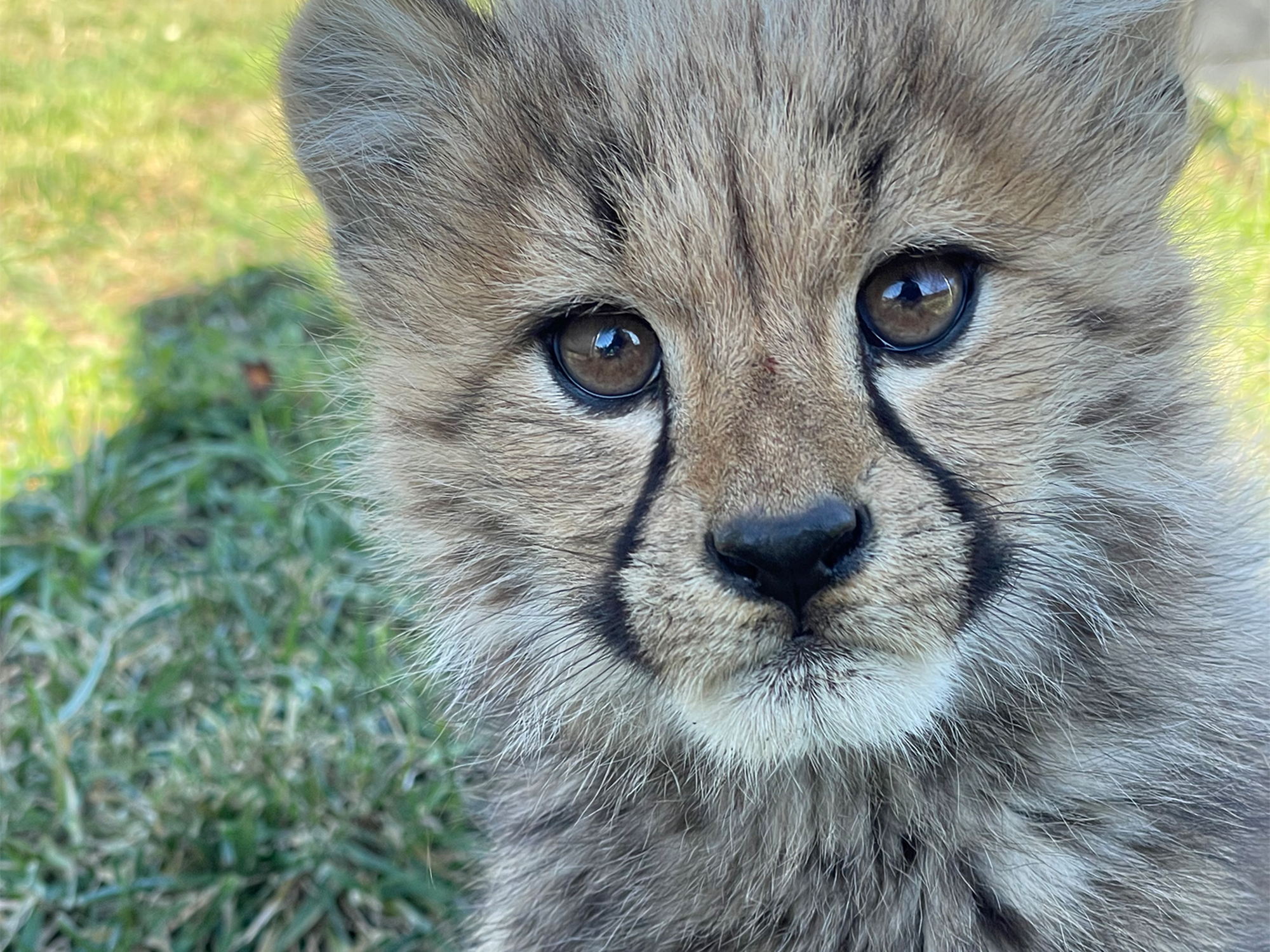 How Genomic Science Solved a Cheetah Cub Paternity Mystery ...