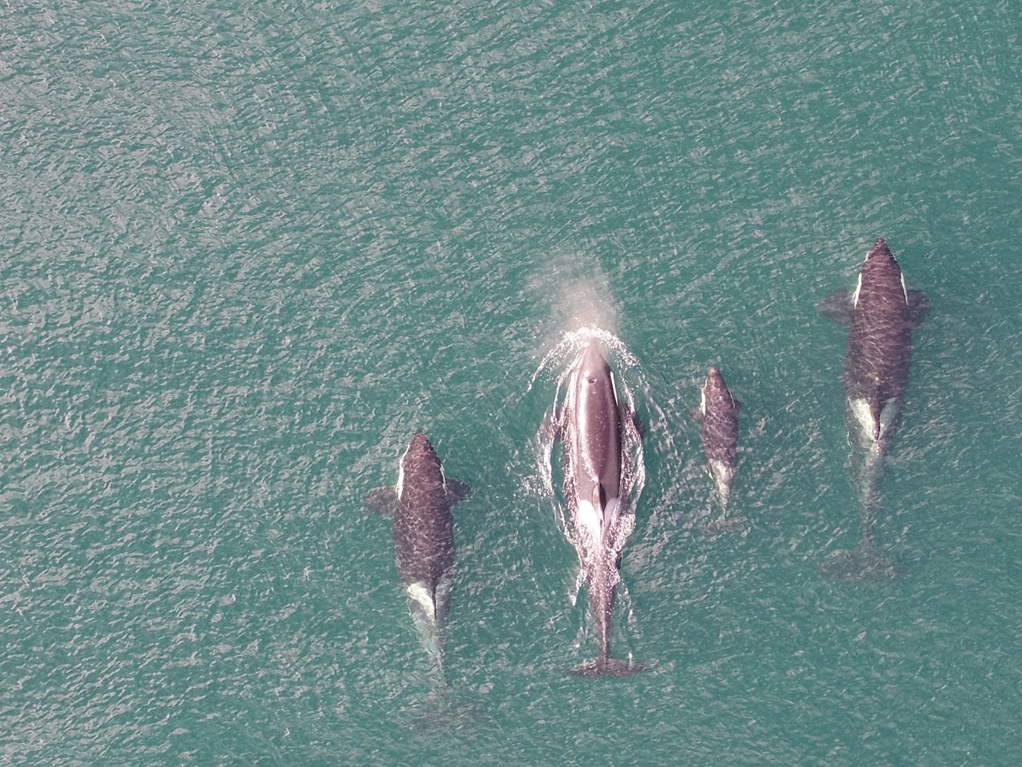 Between Dives, Orcas Take Only a Single Breath