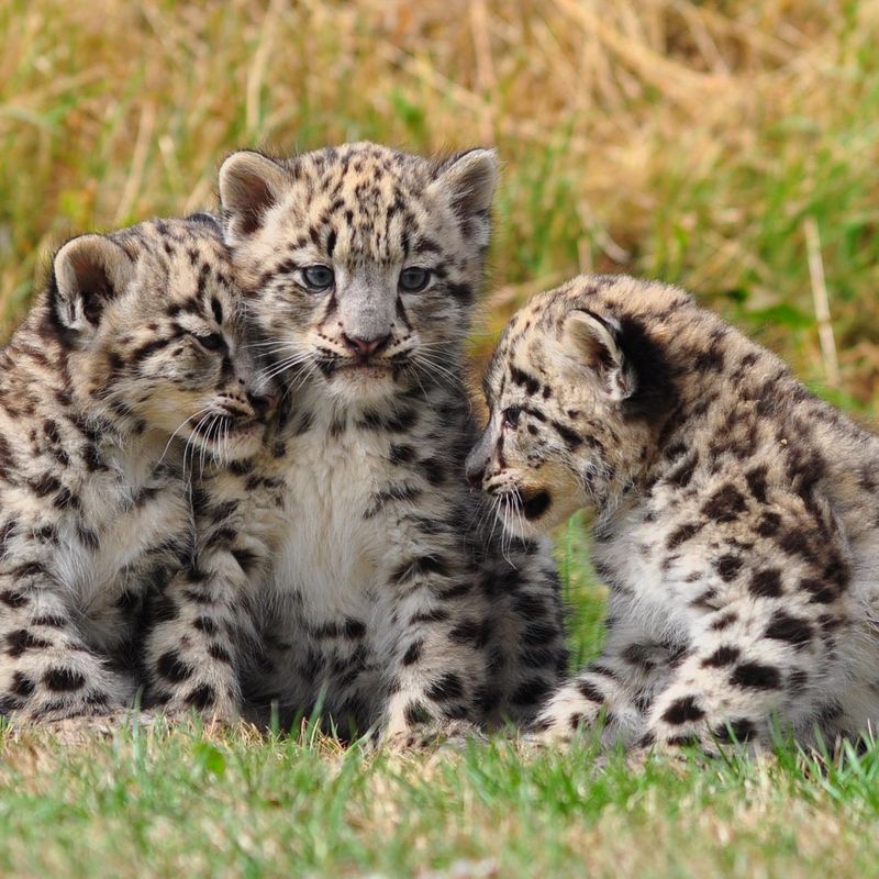 Baby Animals Playing Together Cute Baby Animals Stock Video Footage