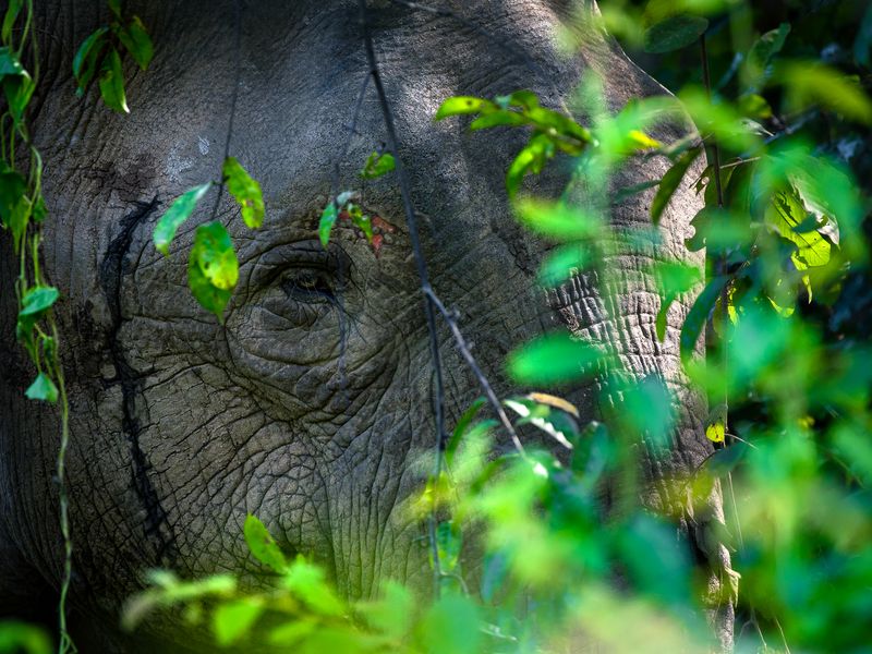 Bornean Pygmy Elephant | Smithsonian Photo Contest | Smithsonian Magazine