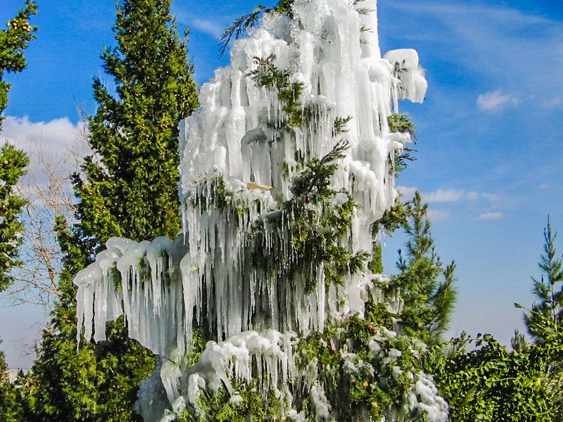 The rain water is frozen while coming down of this evergreen conifer ...
